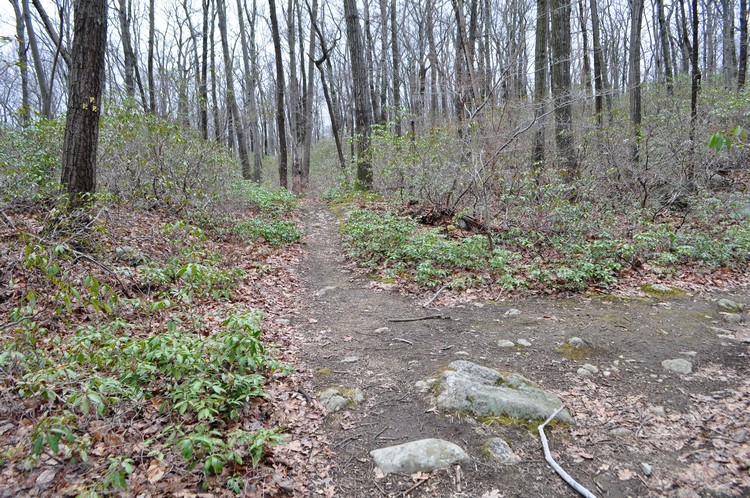 Harriman Hiker: Harriman State Park and Beyond: Buck Trail and ...
