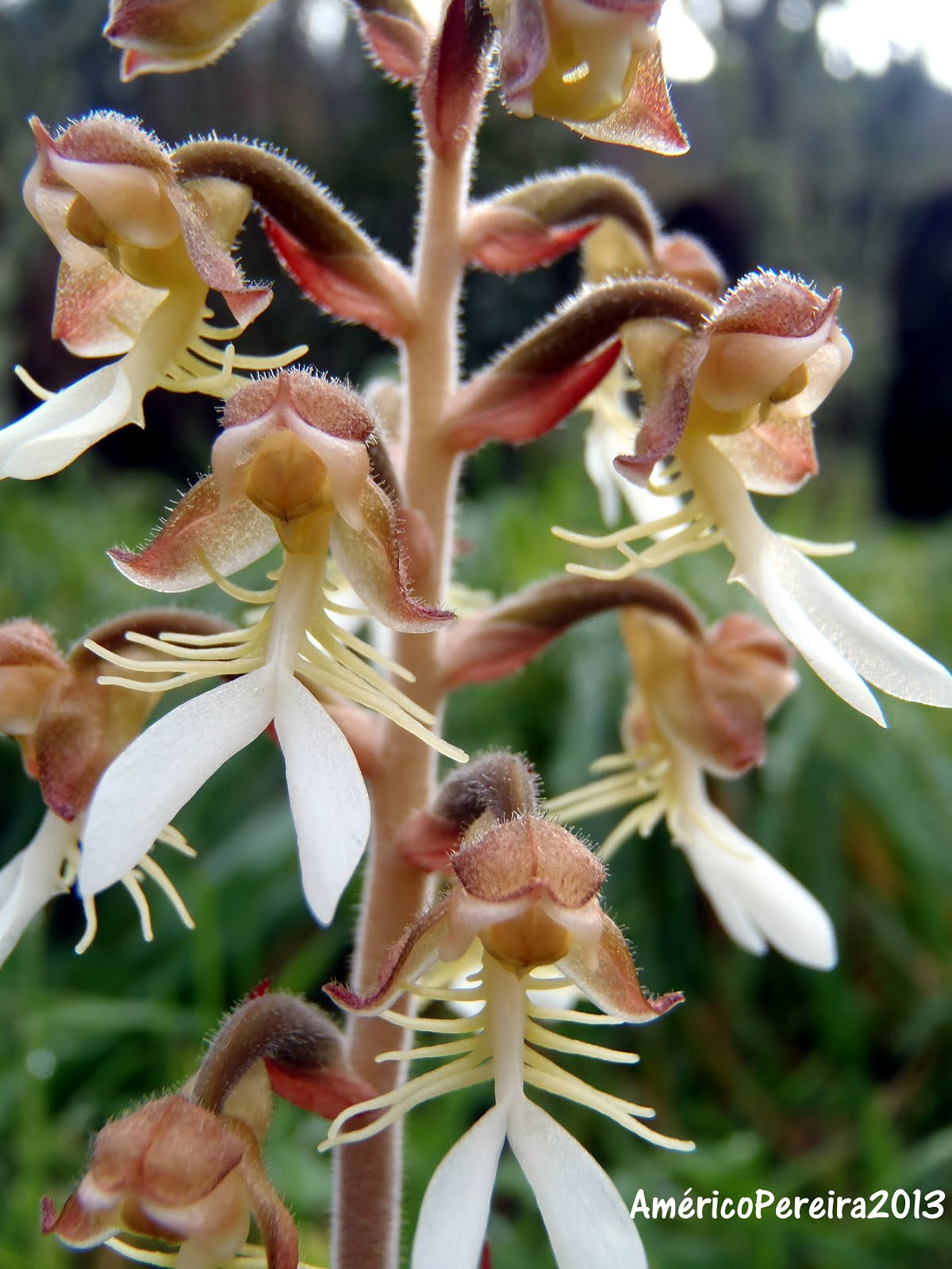 Orquídeas soltas: Anoectochilus formosanus