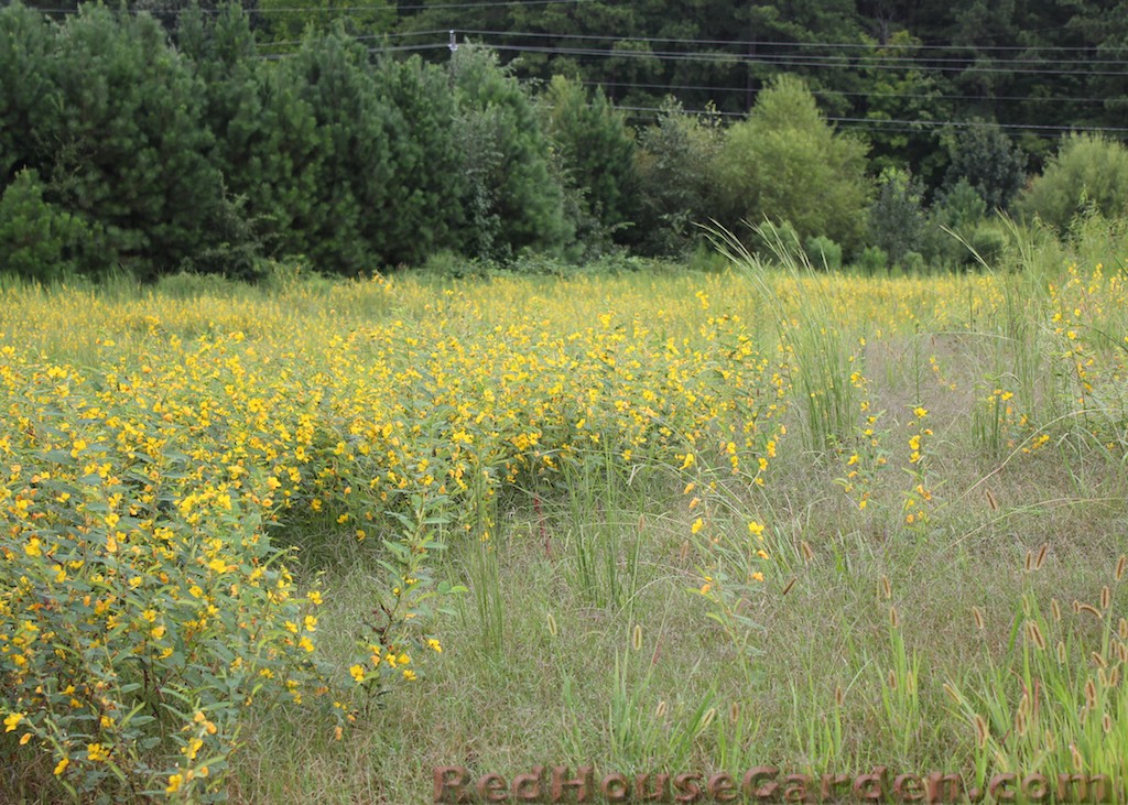 Red House Garden: The Flowering of the Partridge Pea
