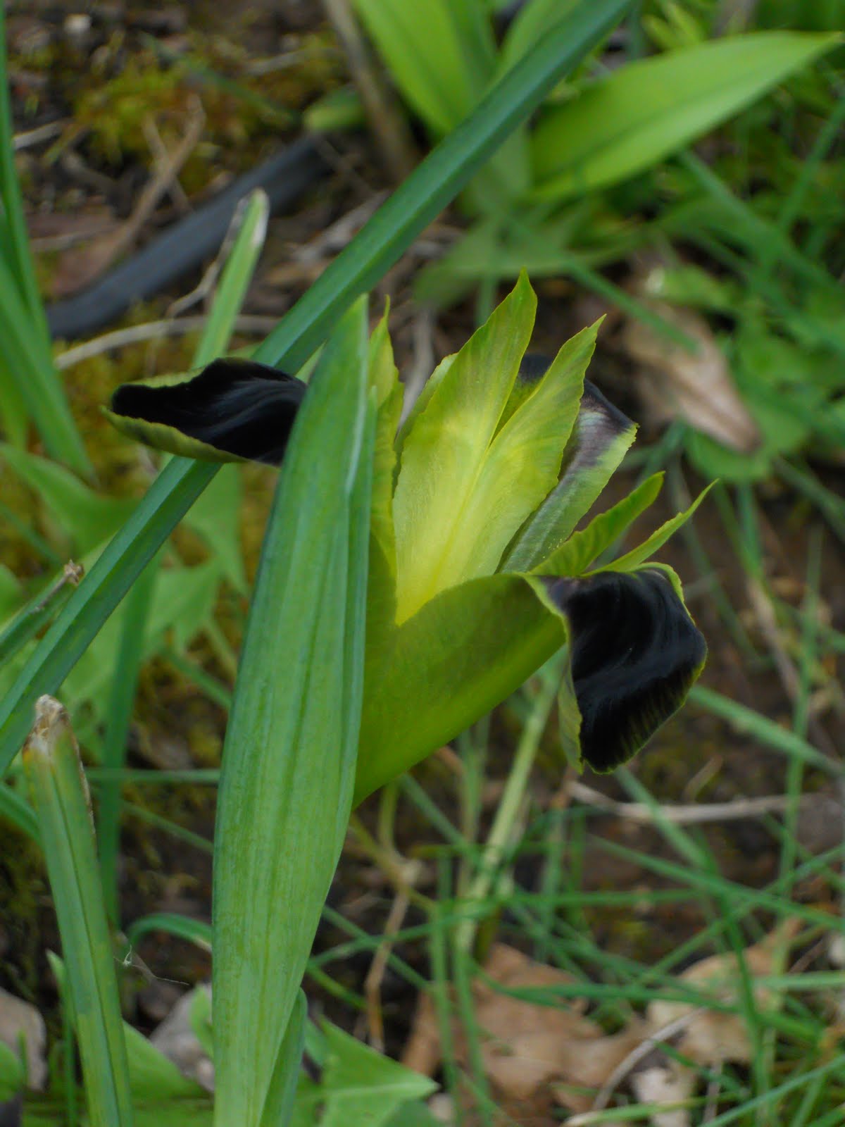 Beech Street Gardens: Snake's Head Iris