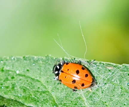 High Desert Gardener: The Ladybugs Finally Arrived