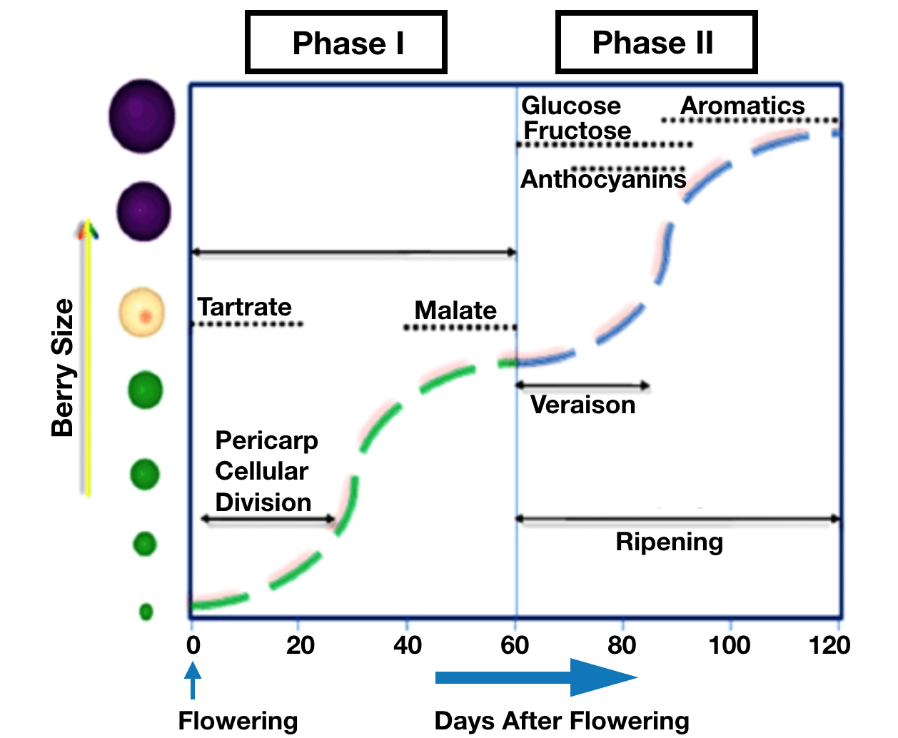 EnoViti: Grape Berry Development and Ripening