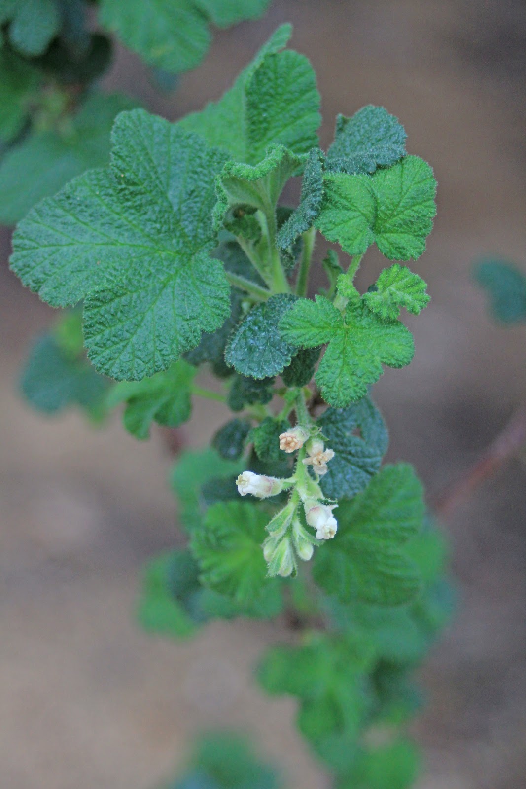 Camissonia's Corner: Ceanothus Extravaganza
