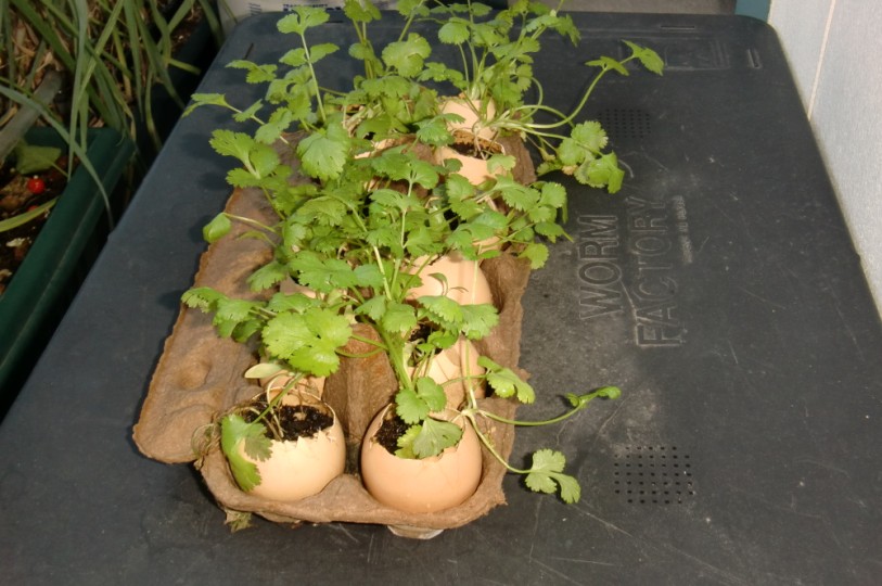 Urban Green Survival: Egg Shell Planter