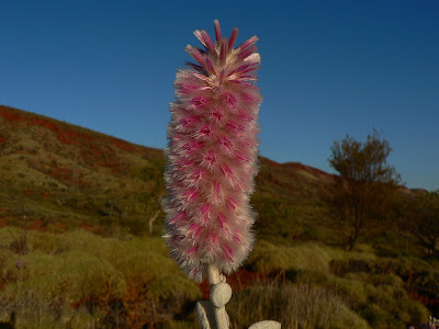 ournomadicways: Wildflowers of WA (part 1)