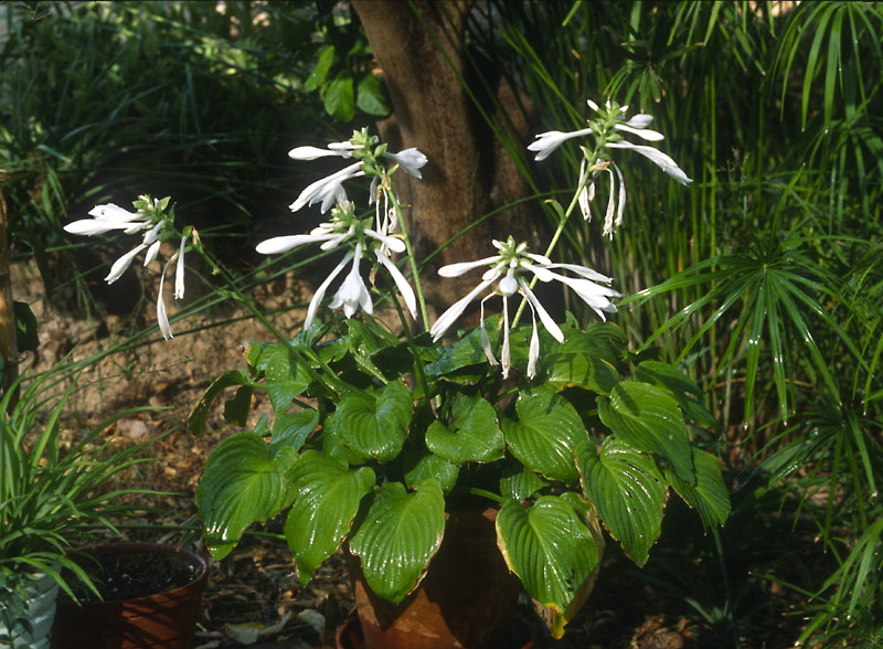 Hosta plantaginea - Fragrant plantain lily - August lily care and ...