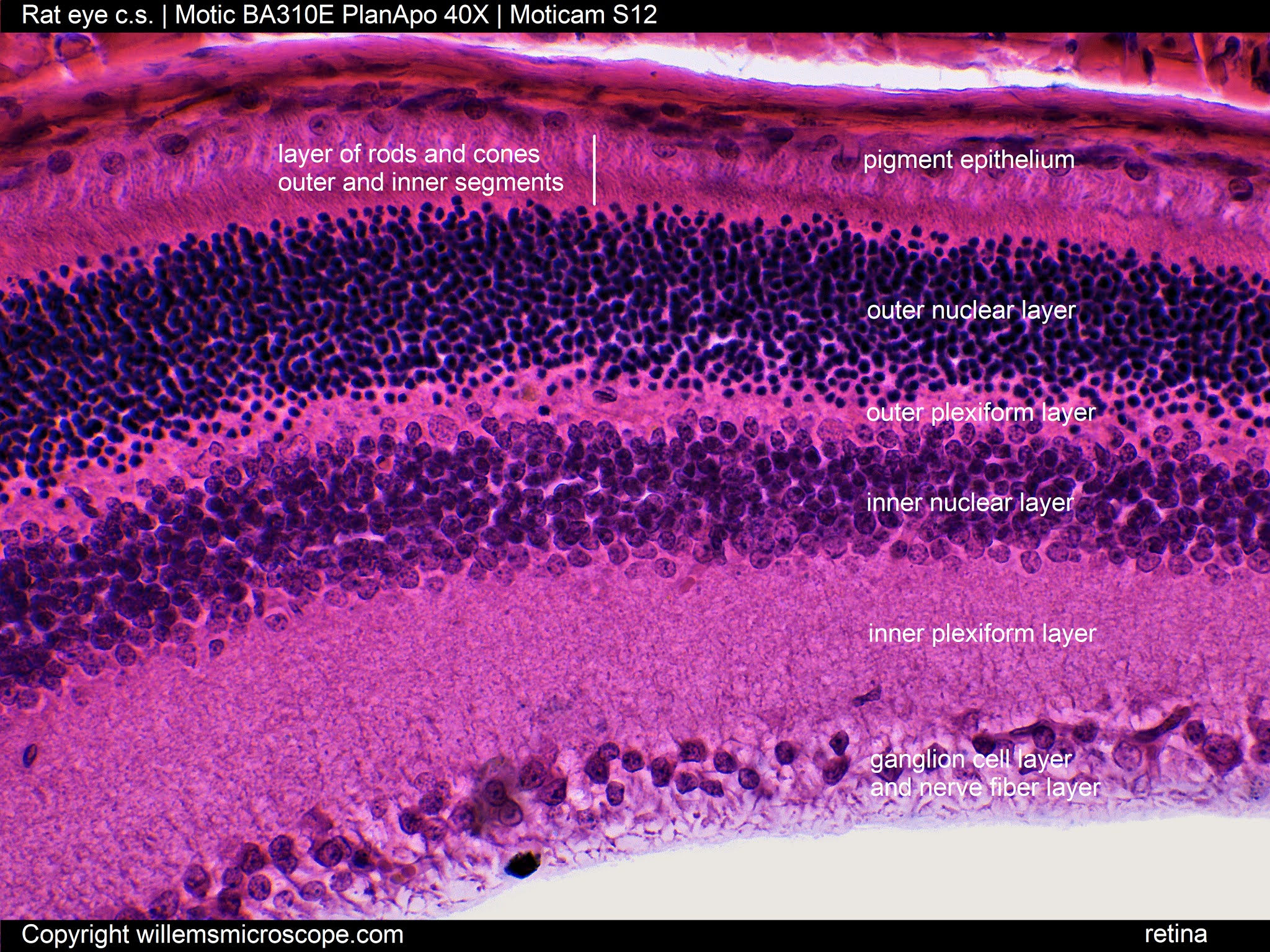 Motic Europe | Blog: What’s in a rat’s eye