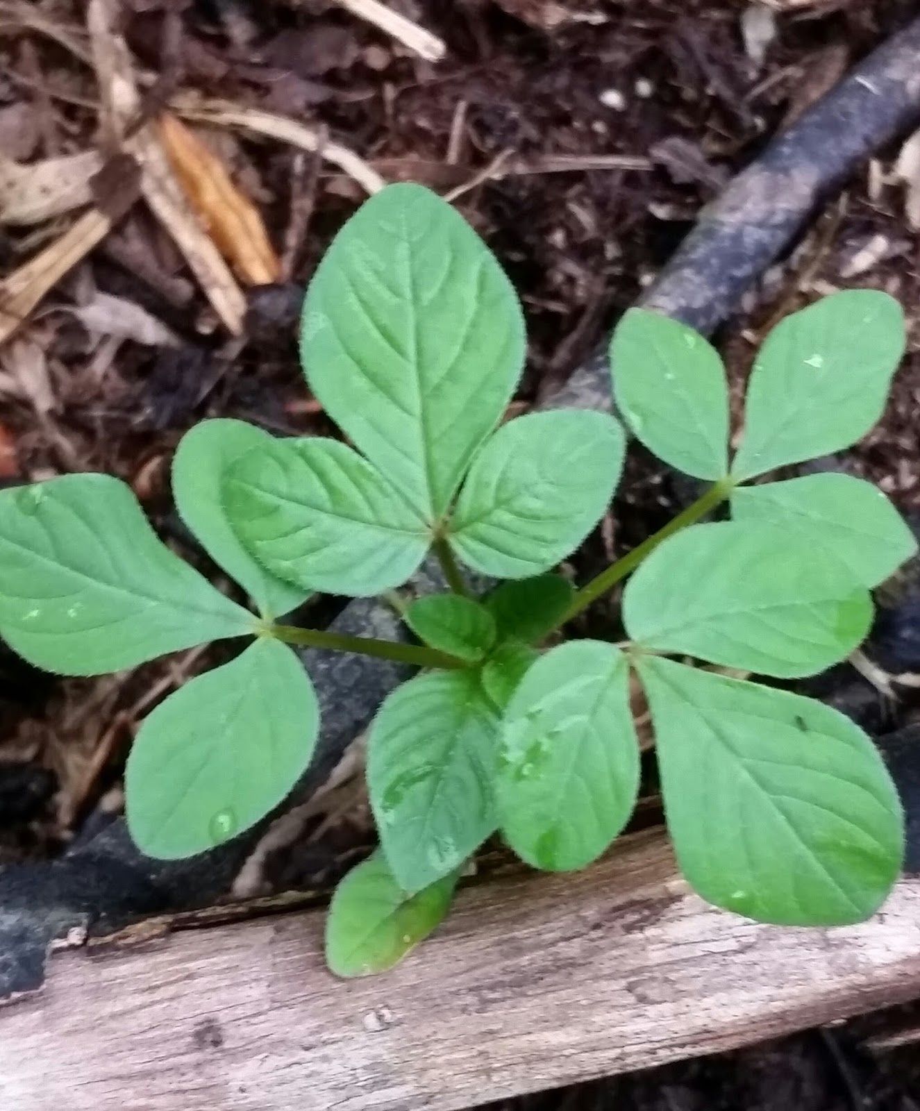 Warisan Petani: Pokok Maman.