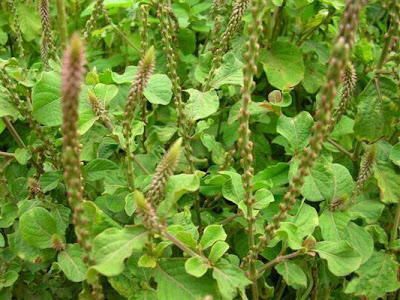 Herbal plants of Sri Lanka: September 2012