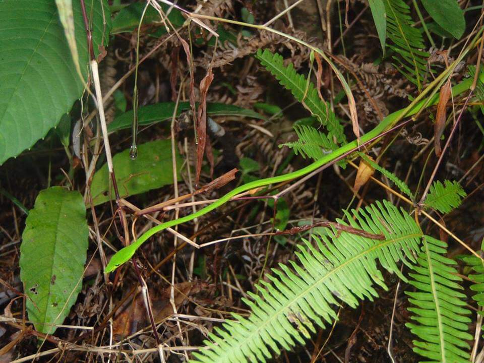 Nature Walks: Deep Into The Forest