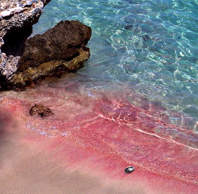 Studio Floral Dora Santoro: Areia Rosa