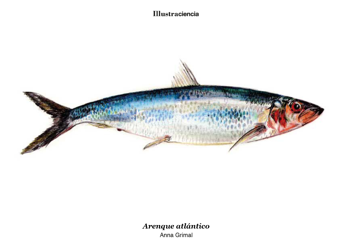 Arenqueatlántico - Anna Grimal
