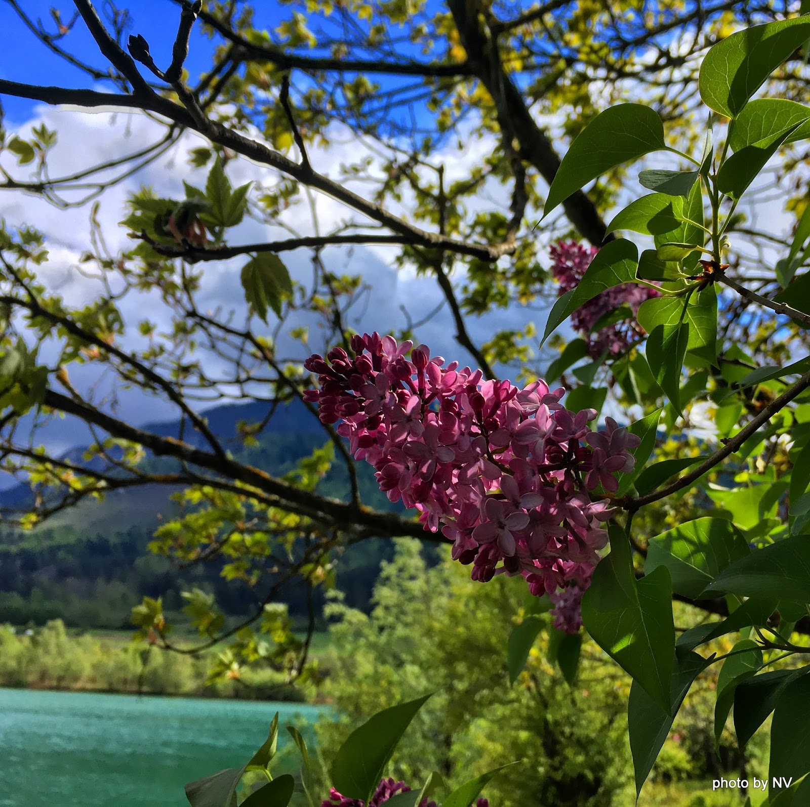 Jorgovan - donosi pozitivnu energiju i simbol je radosti i života ...