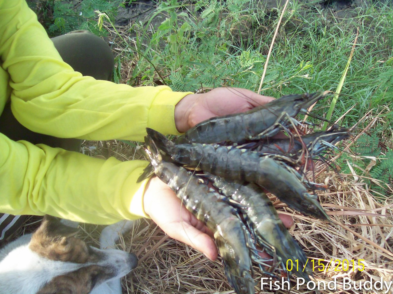 Fish Pond Buddy: How to Grow and Harvest Vannamei Prawns
