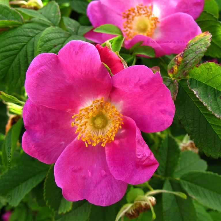 VRATSAGIRL a girl with a camera: A splash of Pink