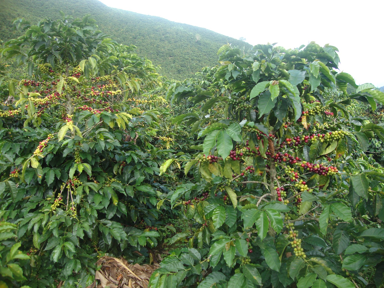CAFE EL PARAISO CONCORDIA ANT: ARBOL DE CAFE