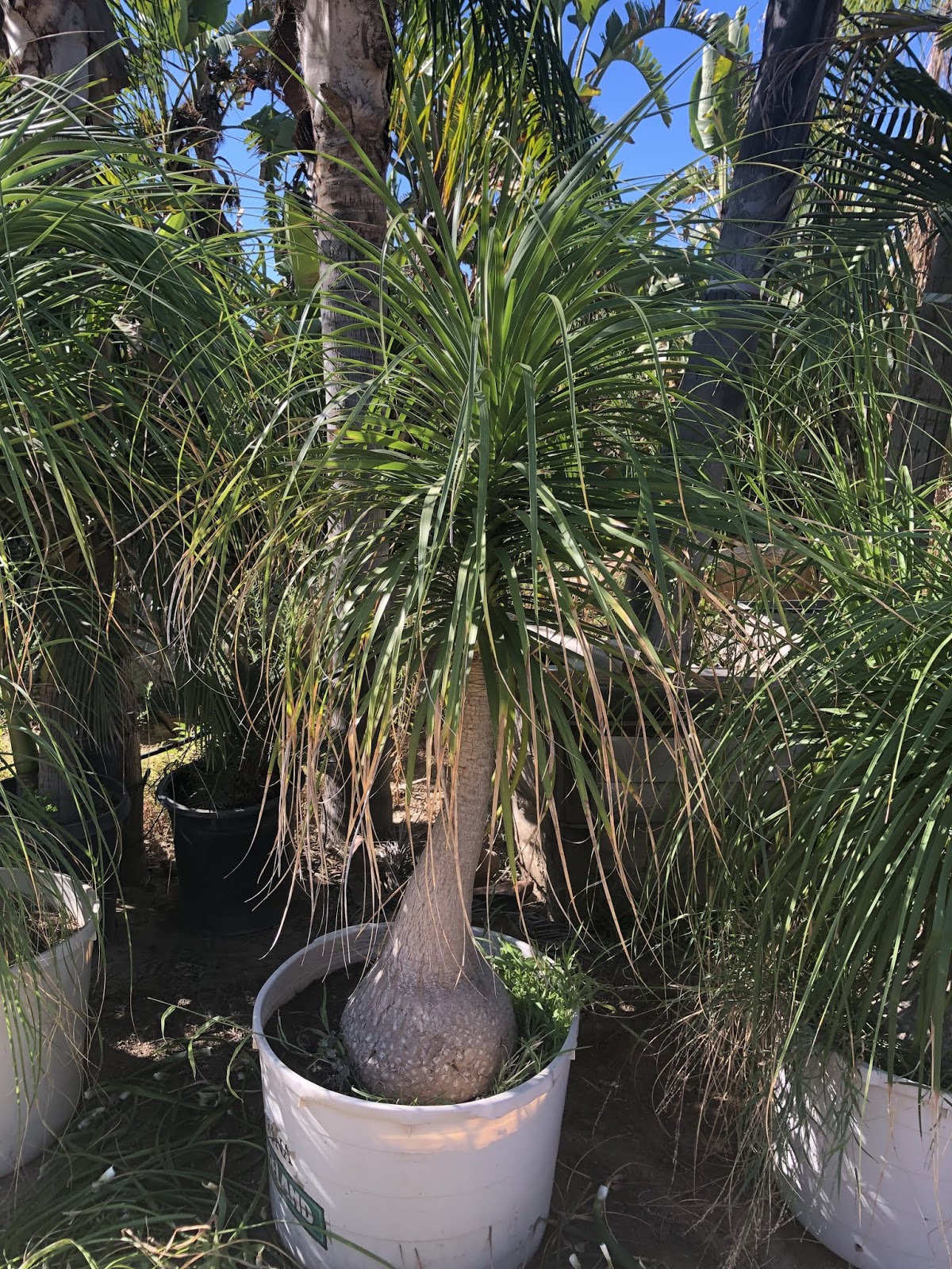 Gregory Palm Farms : Elephants Foot/Ponytail, (Beaucarnea Recurvata ...