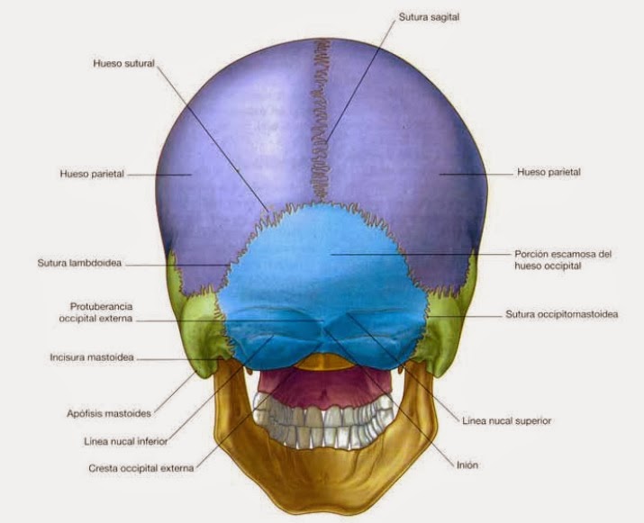 Cosmo Neuronal: 2013