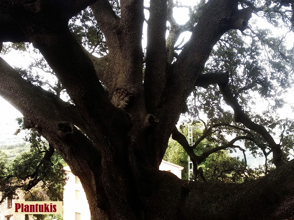 Carrasca milenaria ~ PLANTUKIS