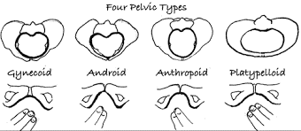 NIME - Dedicated Medical PG Institute: Anteroposterior diameter of the ...