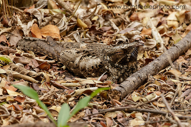 Binoculars in the Backcountry: Cuba Bird Survey