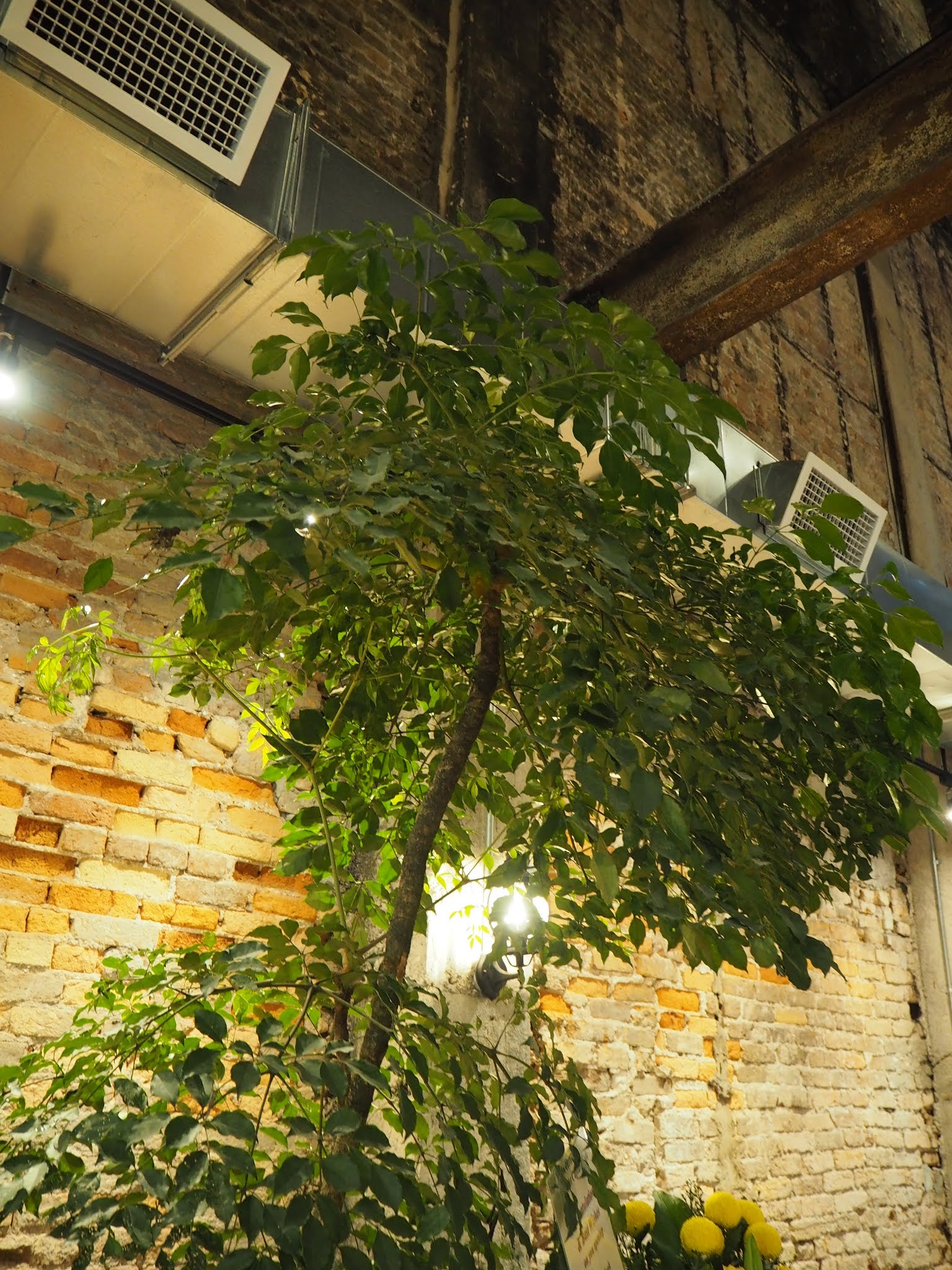 THE NEW LIGHT CAPTURE BISTRO, CAFE AND RESTAURANT IS NOW OPEN! FOUNDED ...