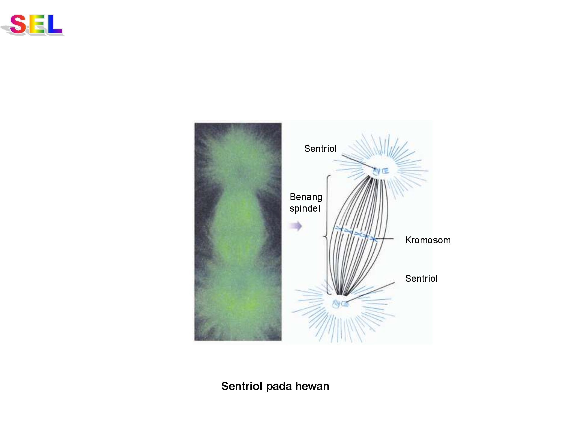 BIOLOGI GONZAGA: SEL POINT POINT