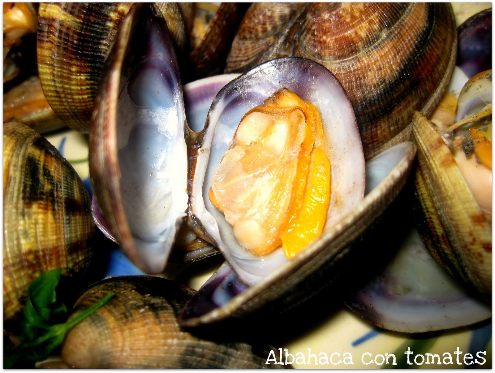Albahaca con tomates: agosto 2011