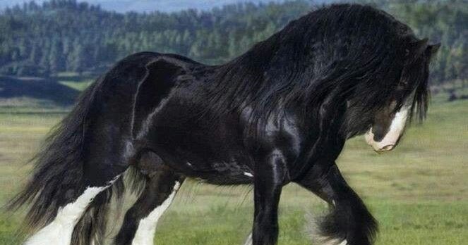 Las dos razas de caballo más grandes del mundo