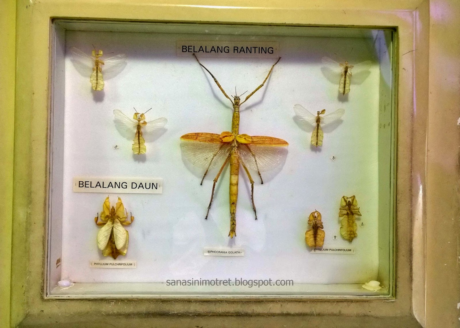 Sana Sini Motret: Mengenali Jenis Serangga di Indonesia