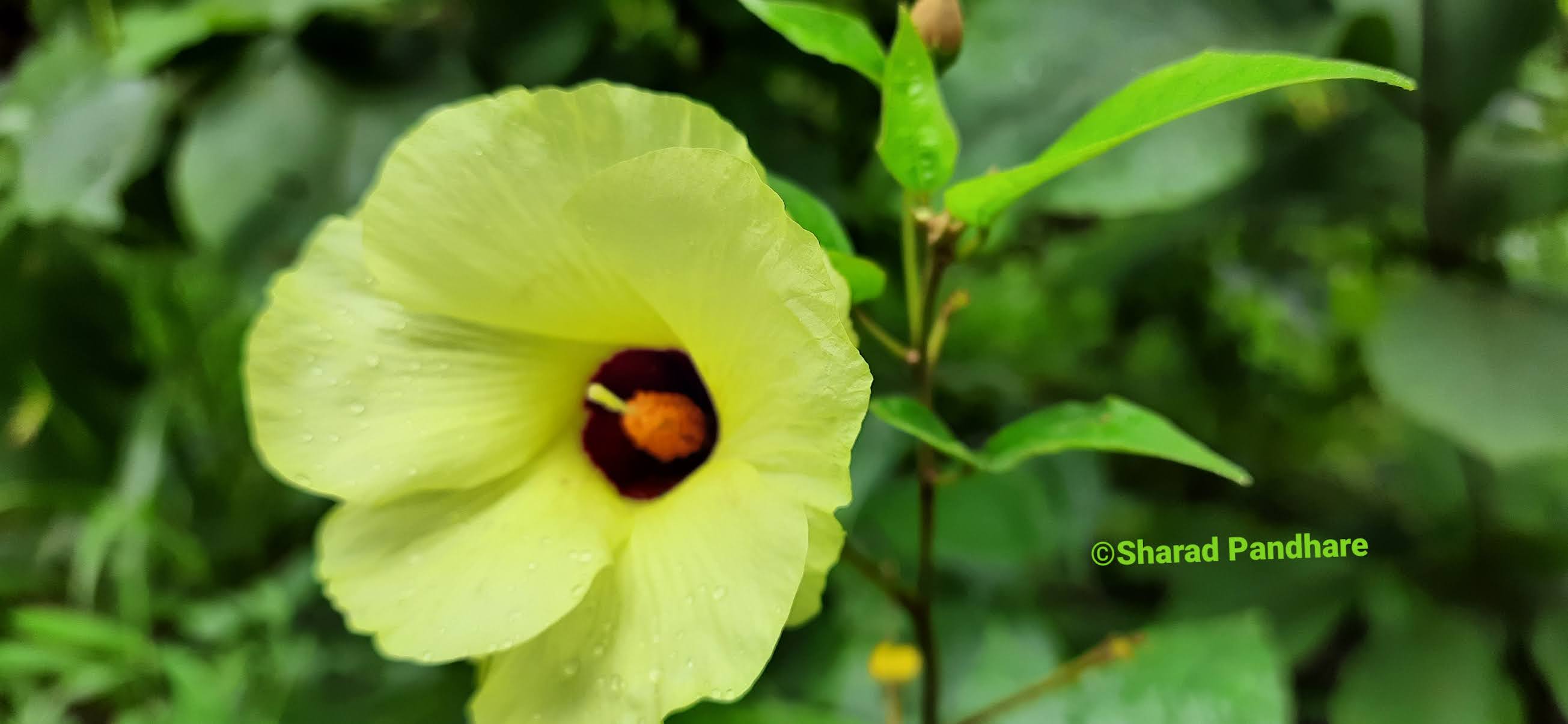 Sharad Pandhare's Educational Blog: Incredible Nature