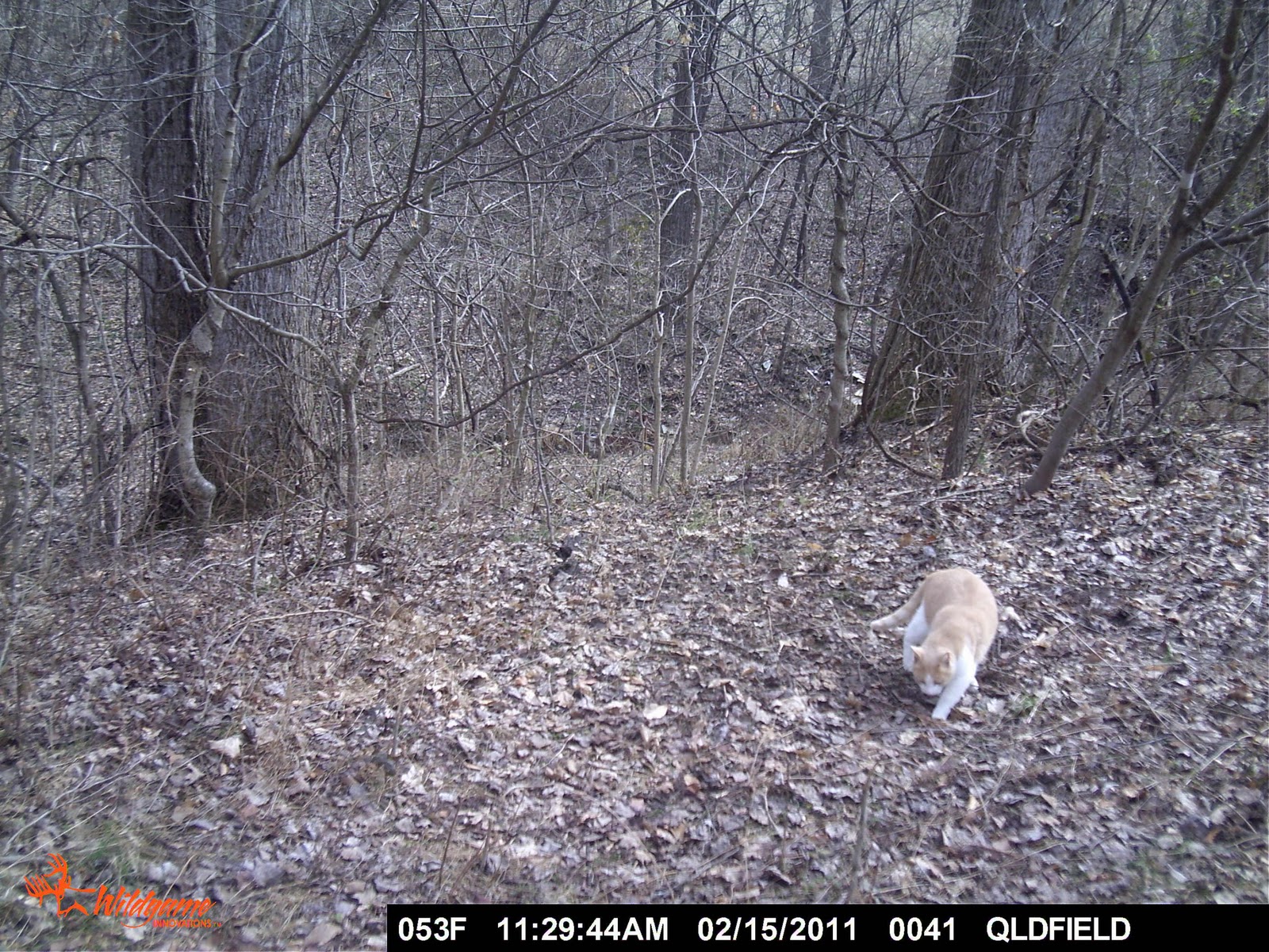 Old field Studio: A CAMERA, FOX PEE & A GOAL!