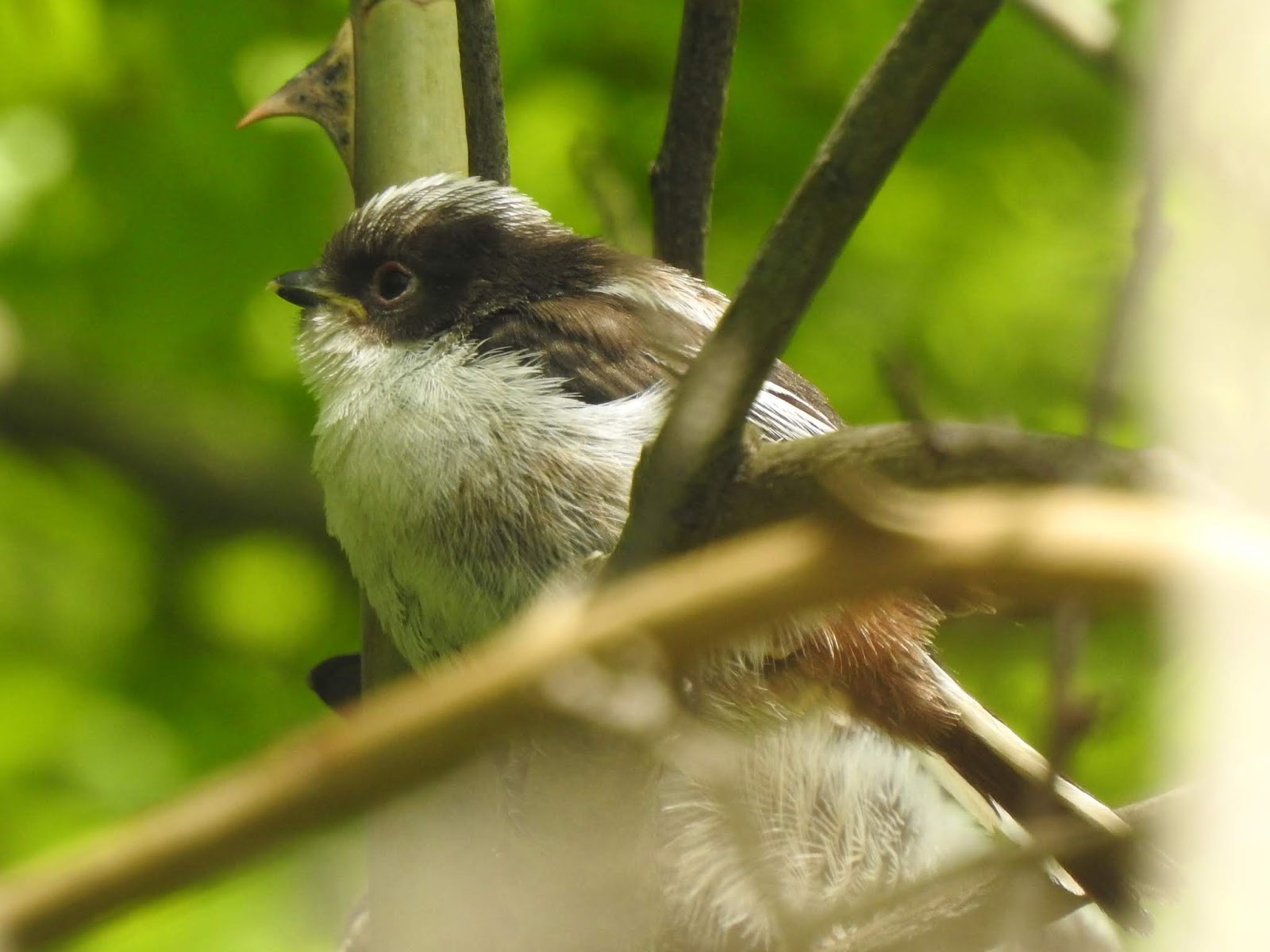 PASARI DIN ROMANIA: PITIGOI CODAT, Pui si juvenili (2), Aegithalos caudatus
