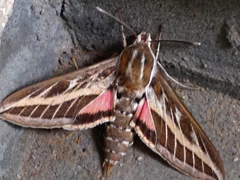 Birds of Saudi Arabia: Striped Hawk-moth Dhahran Hills – Record by ...