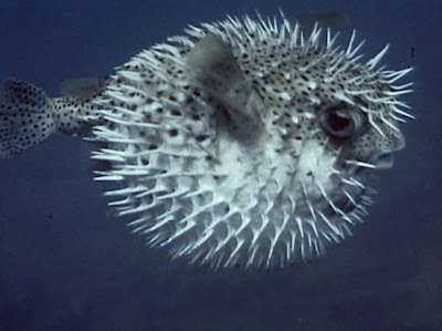 Sunday Matinee: Inspired by The Deep