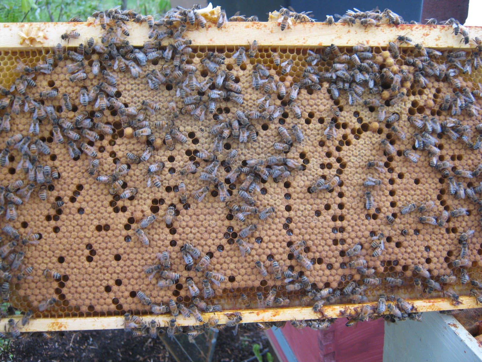 Steven's Bees: Inspection 5-05-2012 - Swarm cells...
