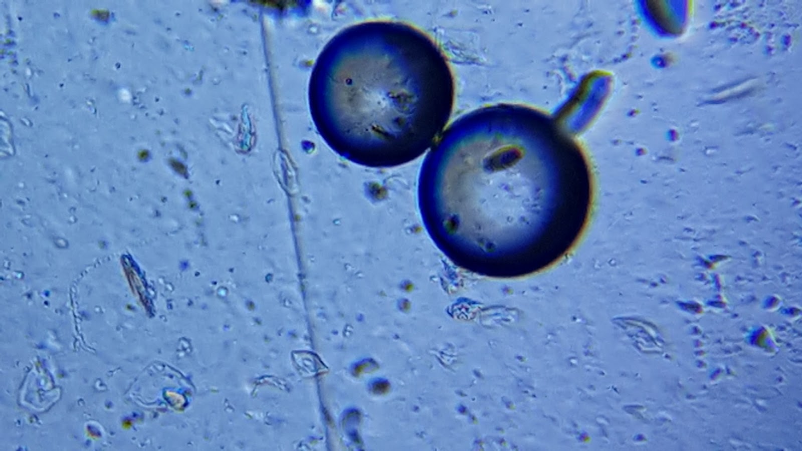 Ben's Journal: Up Close and Personal: Building and Using A $3.00 ...