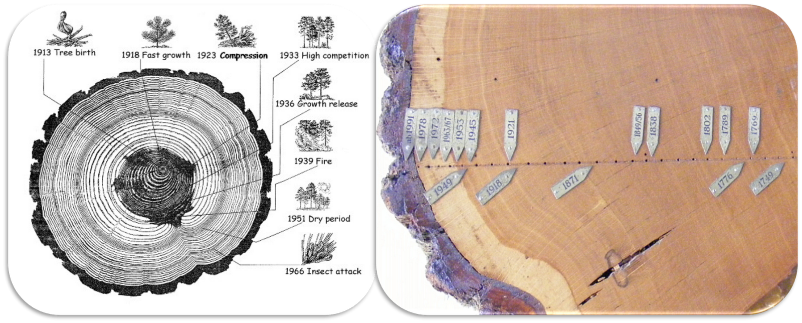 EstratoBlografia: Métodos estratigráficos: Dendrocronologia