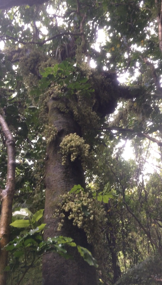 Explore and Discover Nature: Autumn Nature Walk - a splendid kohekohe year