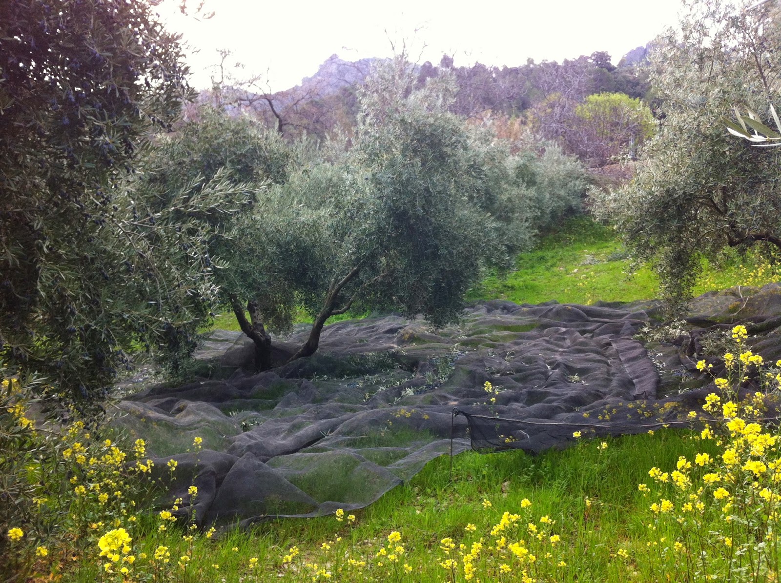 Hotel El Curro, Sierra de Cazorla: Popurrí de fotos de comienzos de la ...
