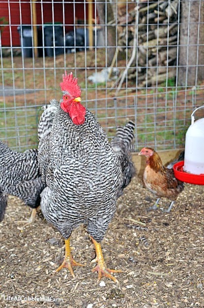 Chicken Keeping: Wait......Don't You Need A Rooster? | Life At Cobble ...