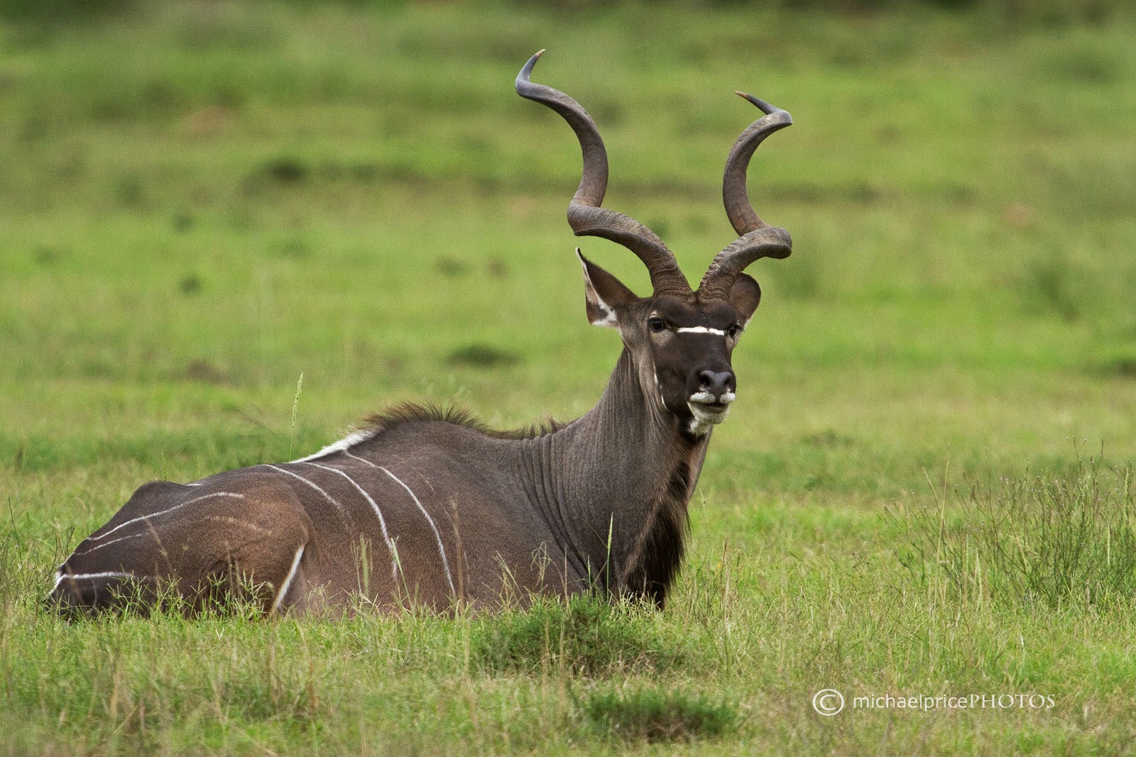 Five Star Lodge in the Addo Elephant National Park: March 2014
