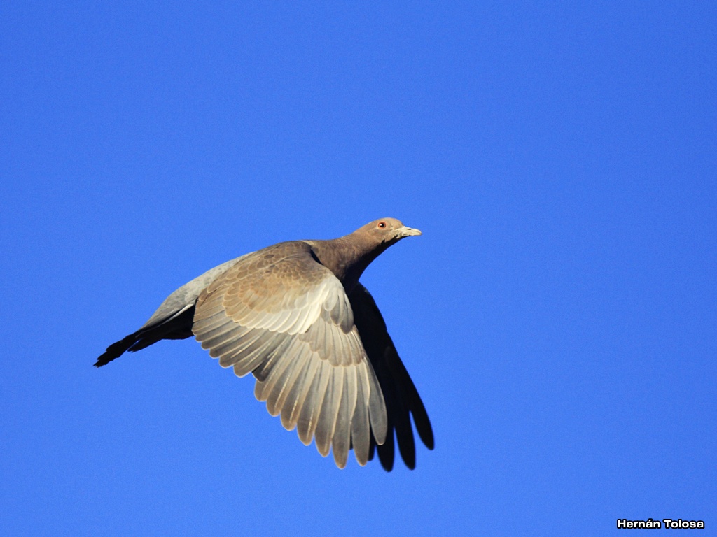 Aves Bonaerenses: Palomones en vuelo