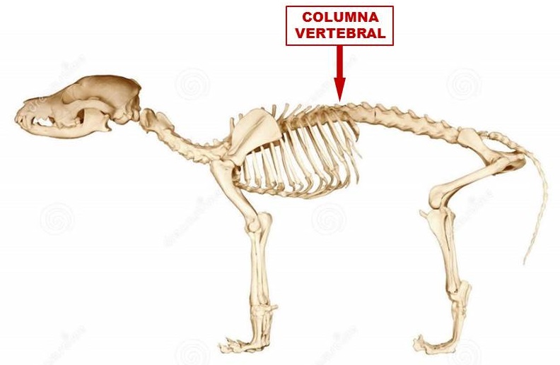 El Monstruito en Monteagudo: Vertebrados e Invertebrados.