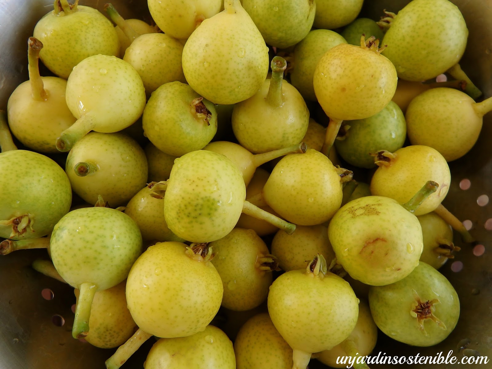 Pyrus communis (Peritas de San Juan, Peritas de la Reina etc.)
