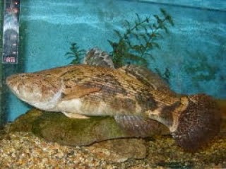 Sakaw Mancing: Jenis-jenis Ikan Air Tawar Di Perairan Indonesia