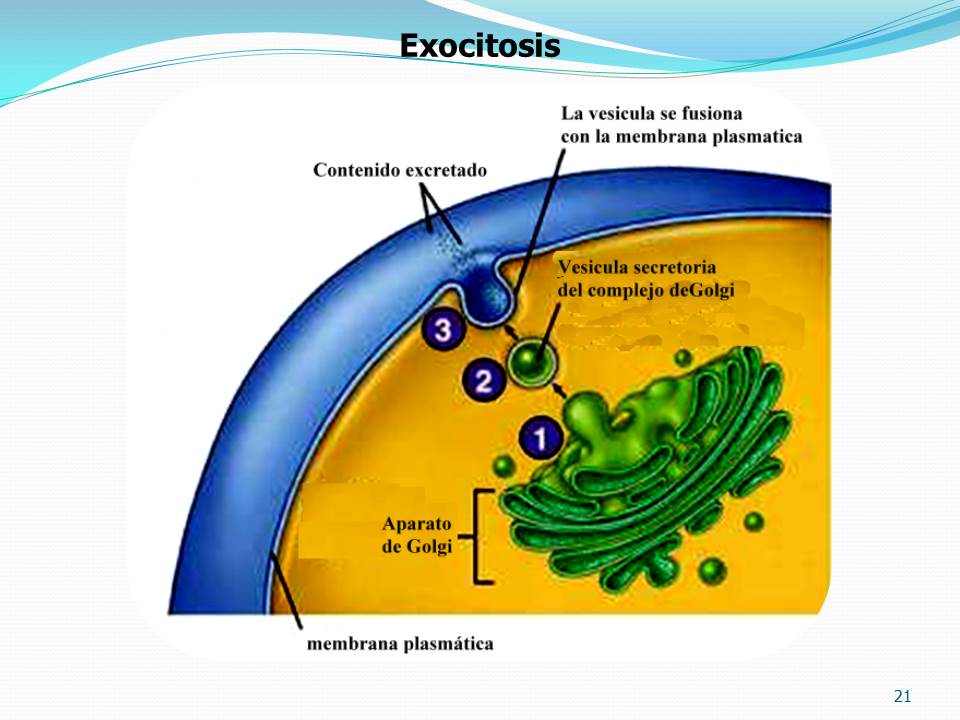 Biología II: Membranas y sistema de endomembranas