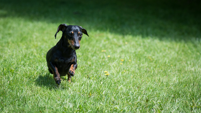 Misery: Diary of a Wiener Dog