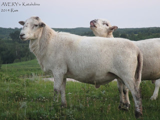 AVERY's KATAHDIN SHEEP