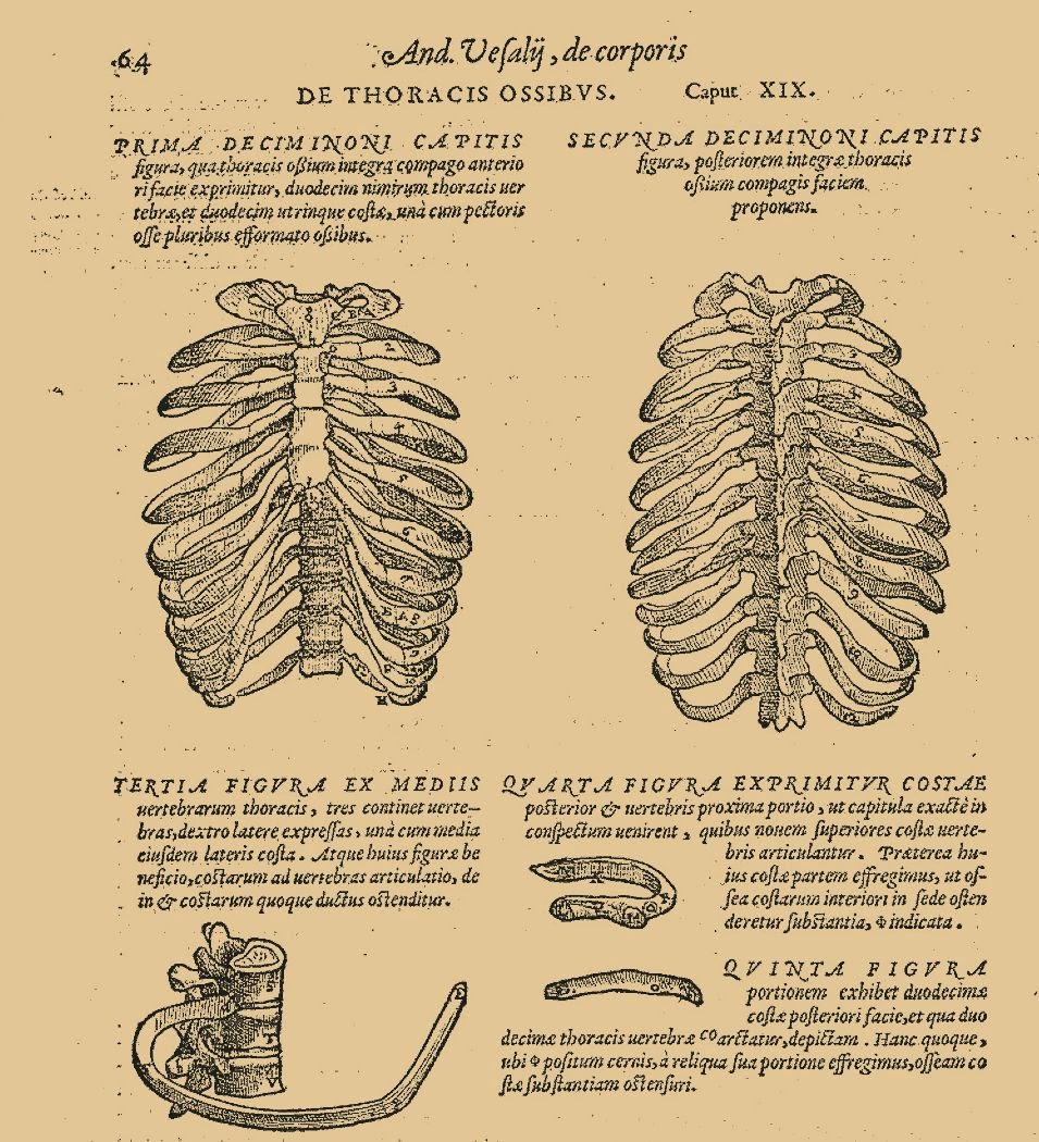 Richard's geneaweblog: Taalgebruik bij een steekpartij in 1724